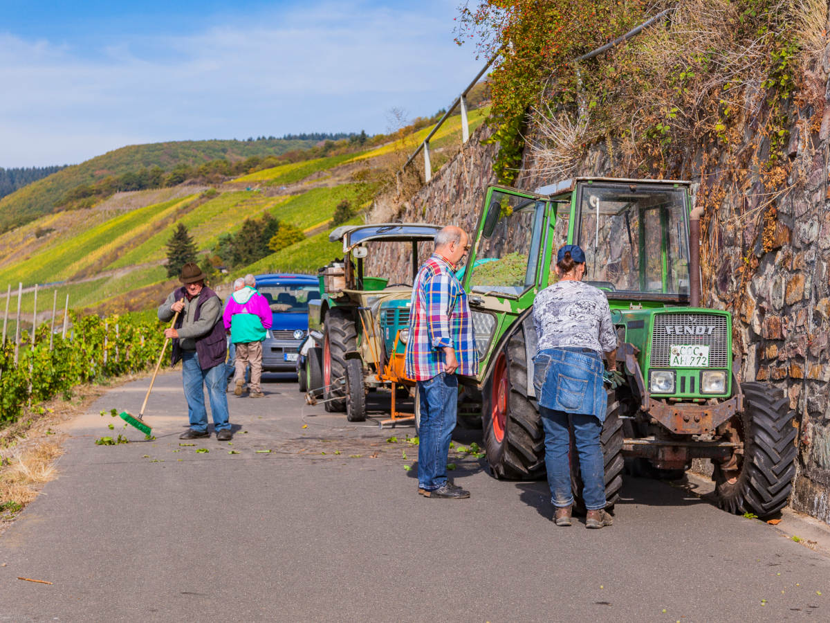 Infos und Fachbegriffe zum Weinbau | Zell (Mosel)
