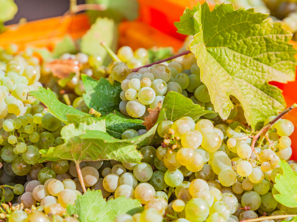 Infos und Fachbegriffe zum Weinbau | Zell (Mosel)